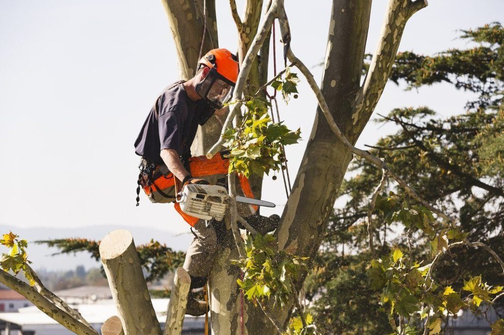 Steps to Evaluate Tree Cutting Services